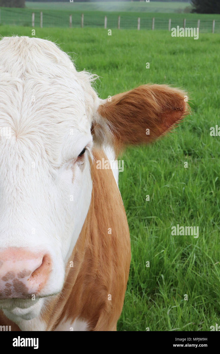 Cow Head And Shoulders High Resolution Stock Photography and Images - Alamy