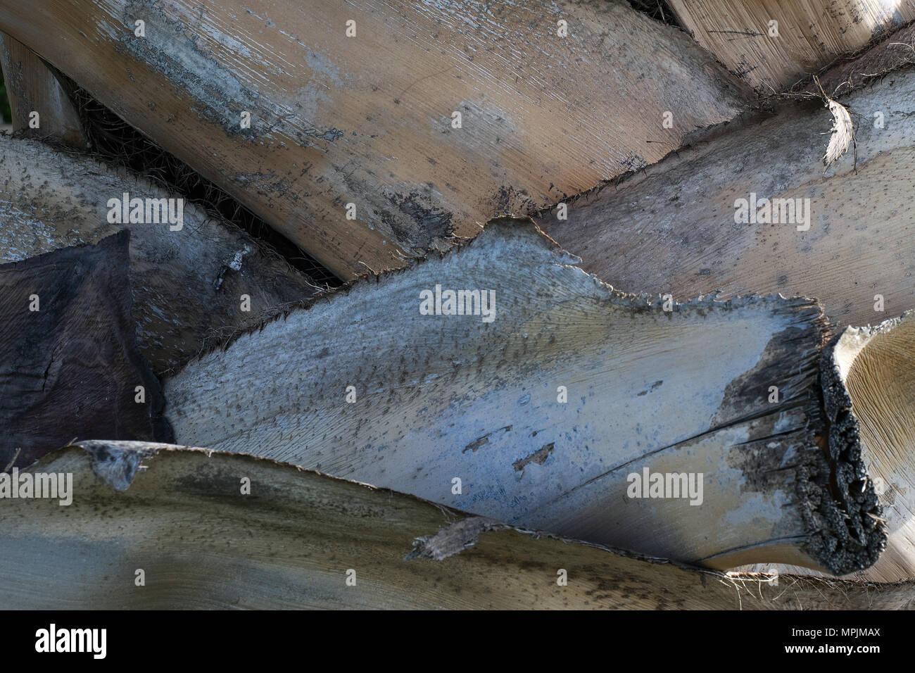 Brown background texture of the bark of a tropical palm tree, the bark ...