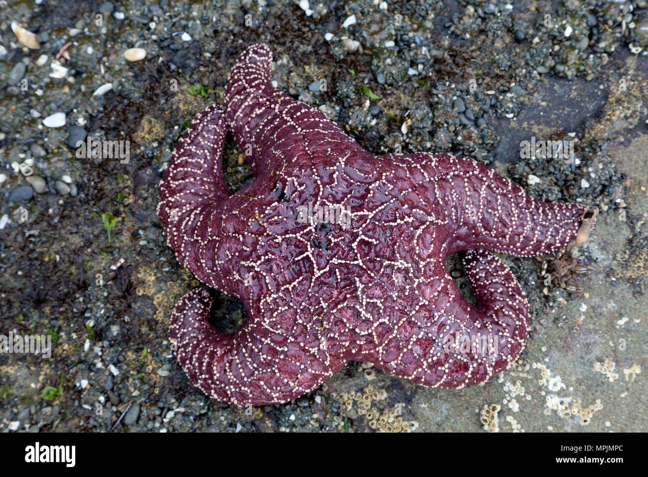 Starfish olympic national park washington hi-res stock photography and ...