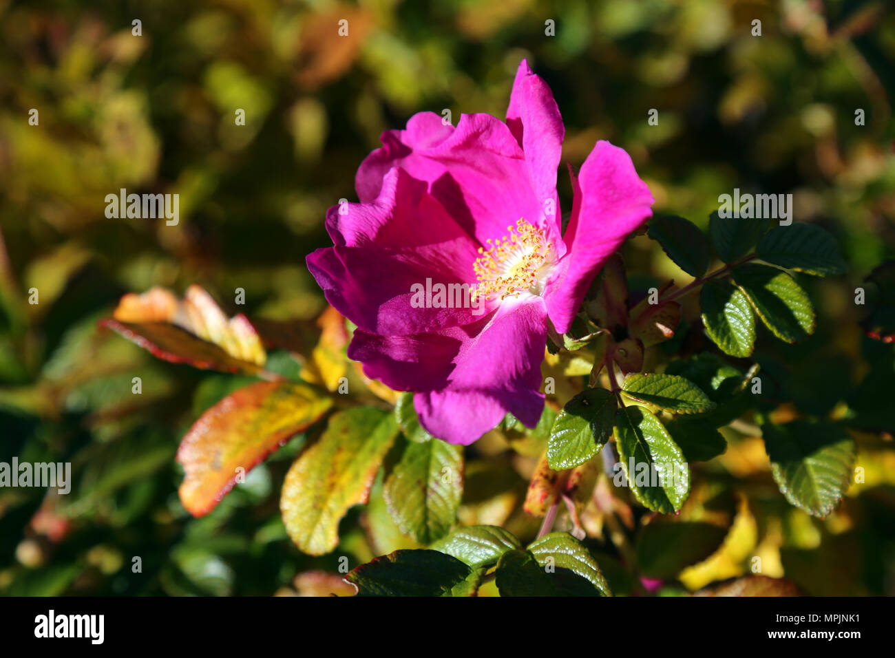 Wild Rose in Fall, Bar Harbor, Maine Stock Photo - Alamy