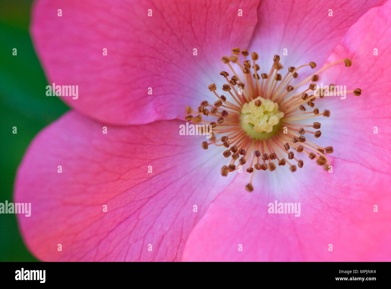 ROSA 'ALL THE RAGE' Stock Photo - Alamy