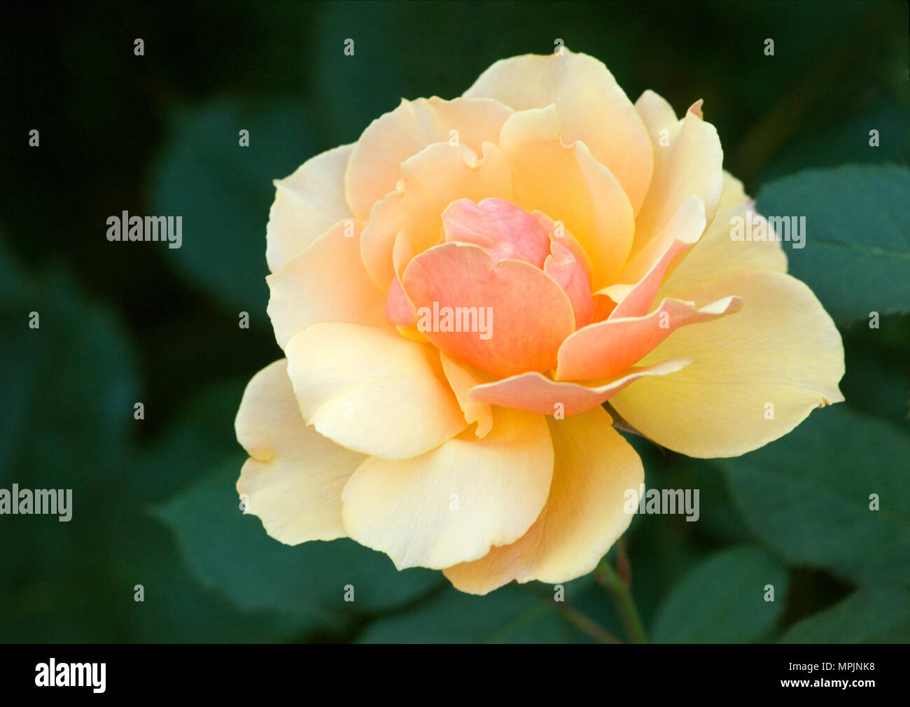 Yellow peach face hi-res stock photography and images - Alamy