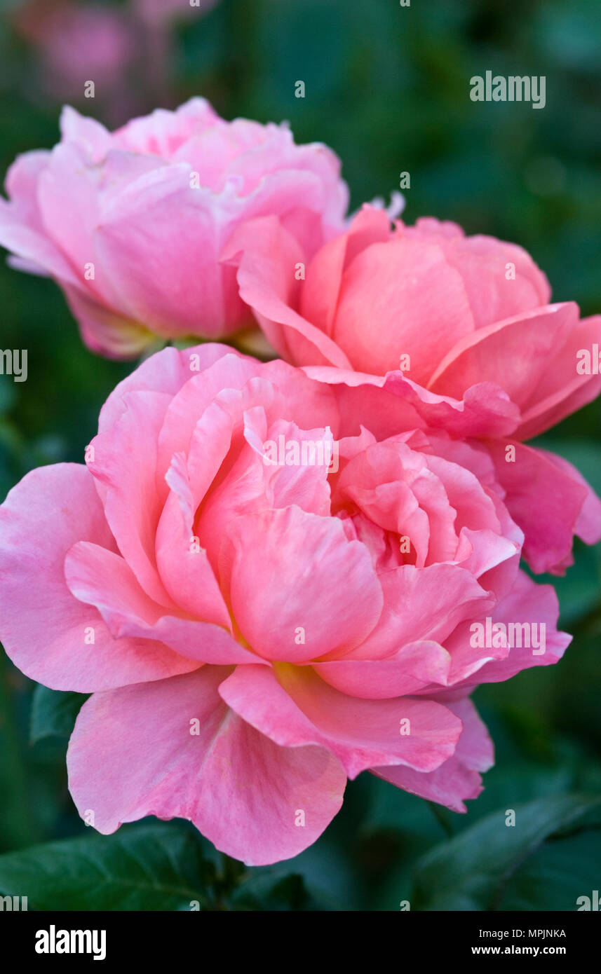 ROSA GRANDIFLORA 'SWEET FRAGRANCE' Stock Photo - Alamy