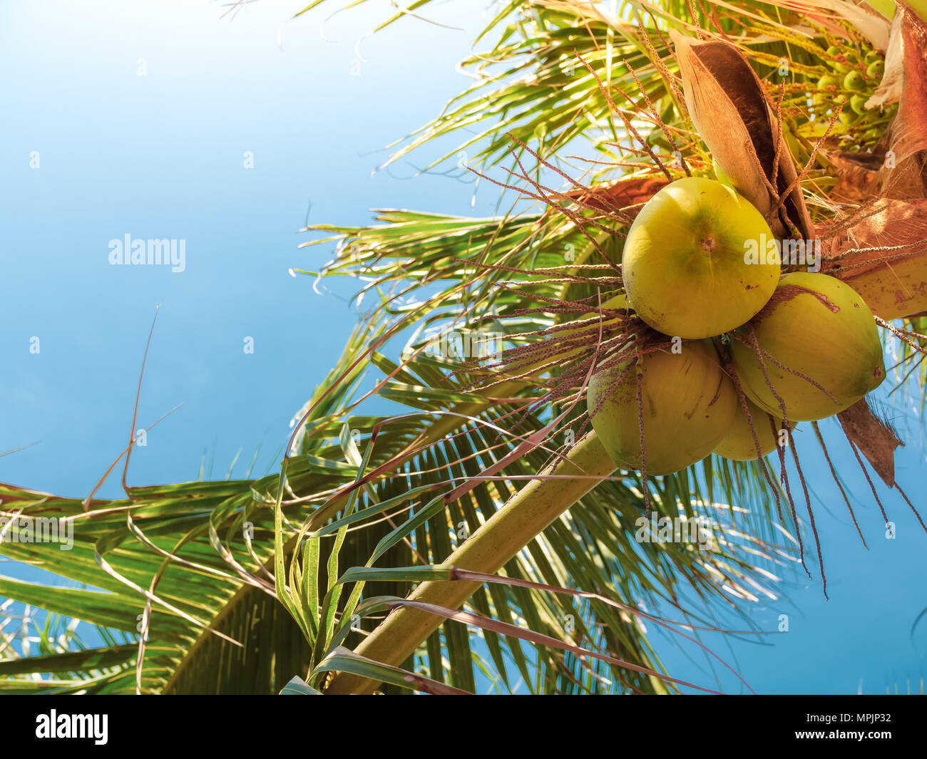Coconut Cluster on Coconut Palm Tree with Sunlight on Summer Blue Sky ...