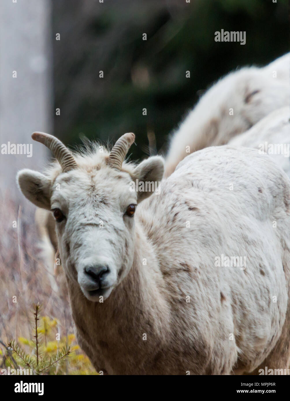 Sheep portraits hi-res stock photography and images - Alamy