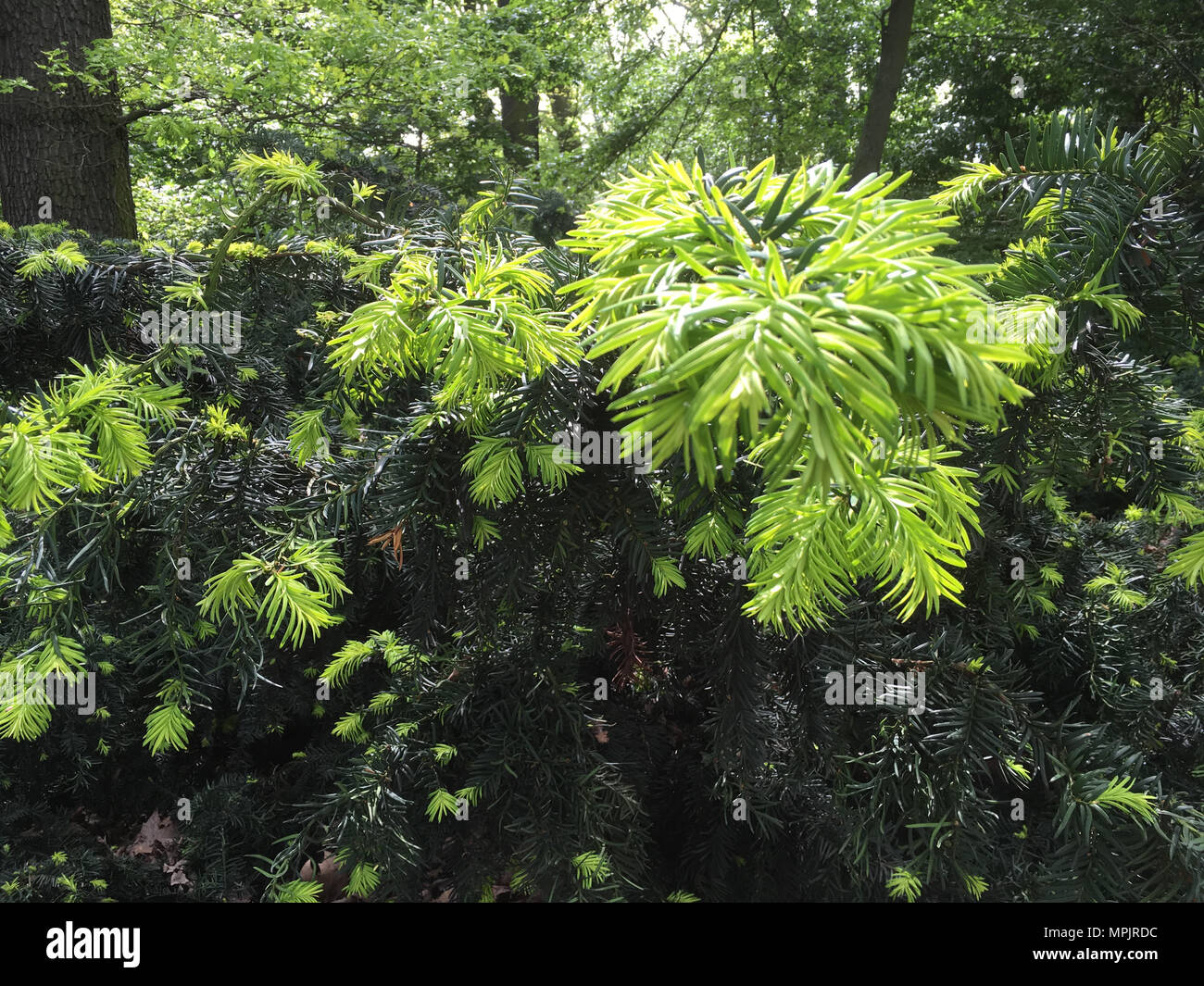 Young branch hi-res stock photography and images - Alamy