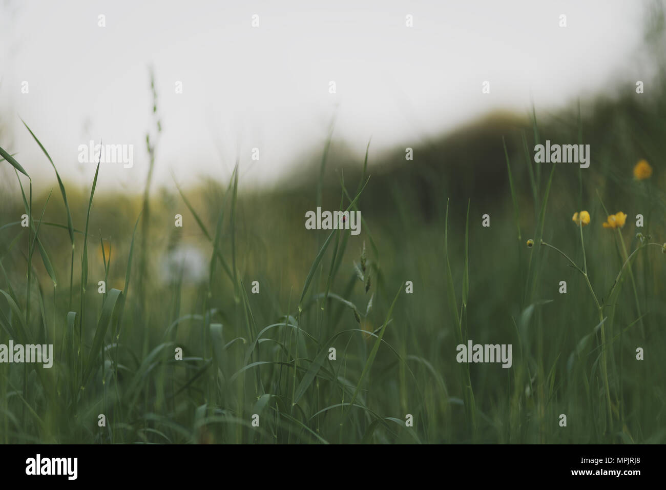 Ladybug insect on grass, rural landscape in the morning Stock Photo - Alamy