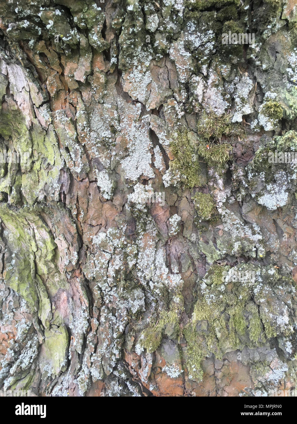 bark of big tree,, close up detail picture Stock Photo - Alamy