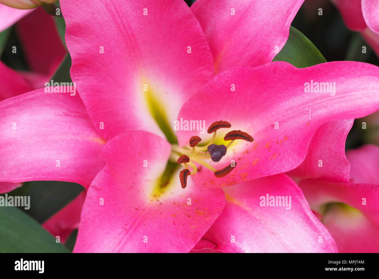 Lilium praiano lily with pink flower petals Stock Photo - Alamy