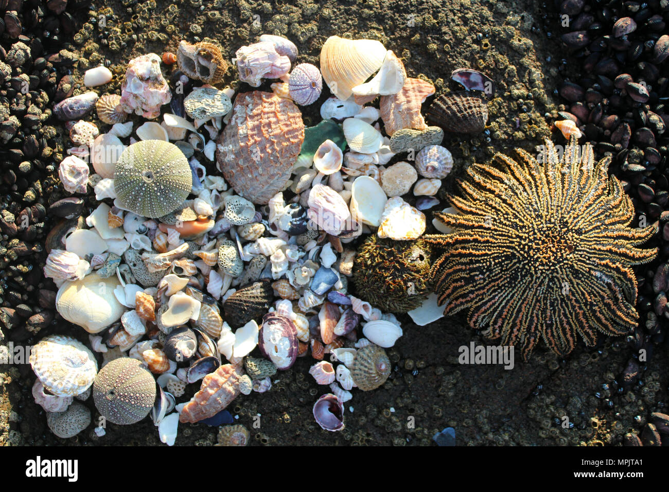 Starfish shells hi-res stock photography and images - Alamy