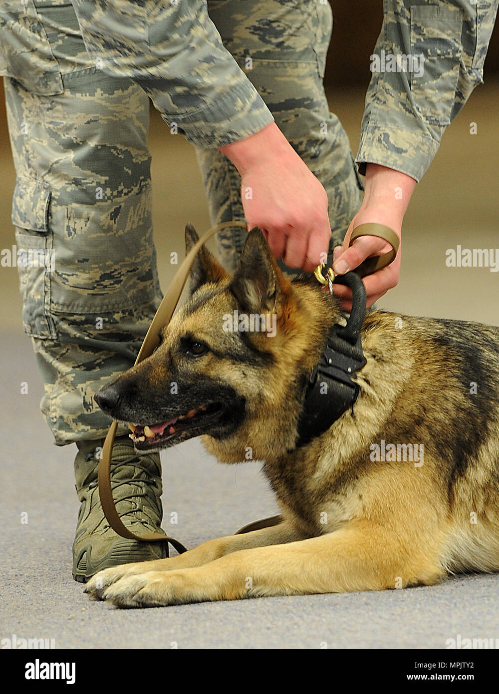 Do Military Dog Handlers Keep Their Dogs