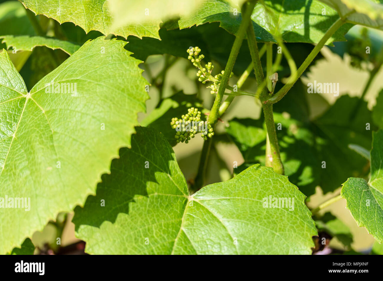 Budding grapes hi-res stock photography and images - Alamy