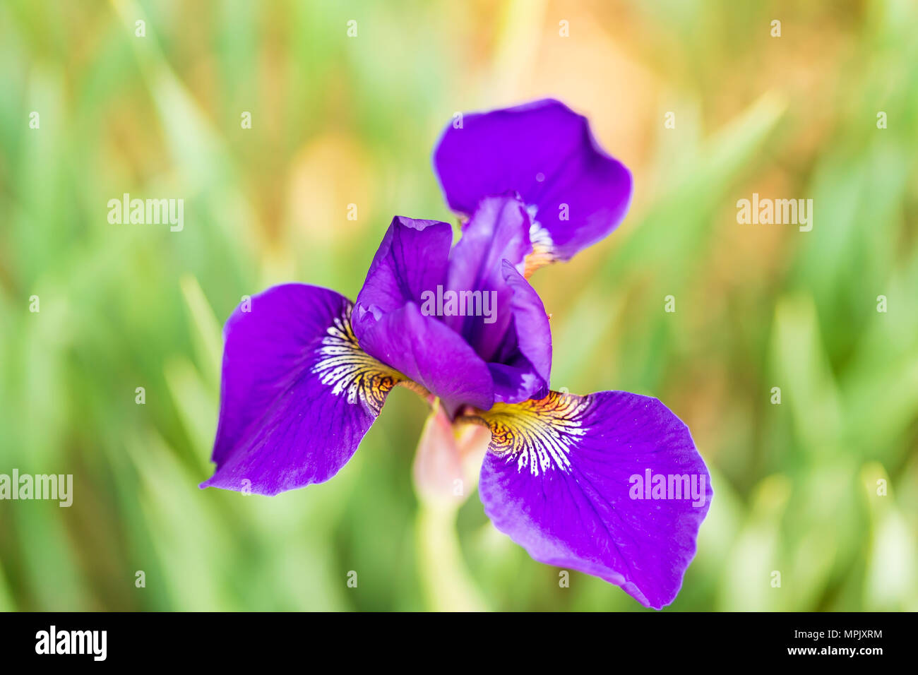 Violet iris hi-res stock photography and images - Alamy