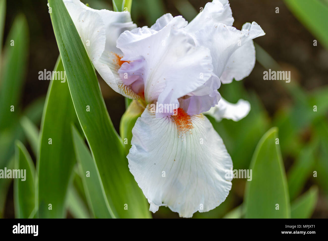 a white bearded iris bloom in the early morning light Stock Photo - Alamy