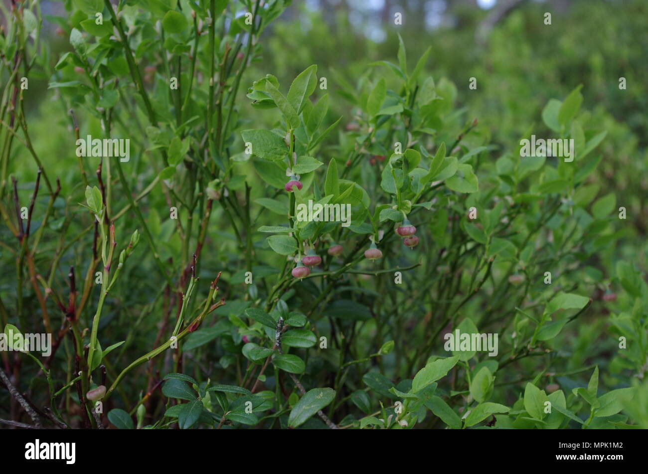 Blueberry bushes in a forest in Dalarna Stock Photo - Alamy