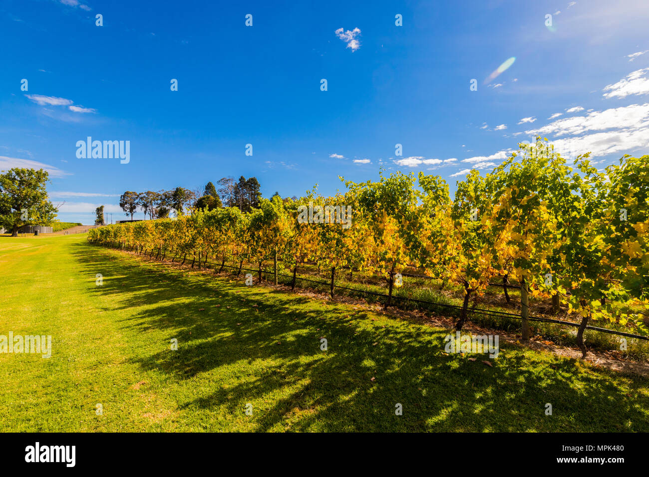 Autumn colours at a winery in Adelaide Hills Stock Photo - Alamy