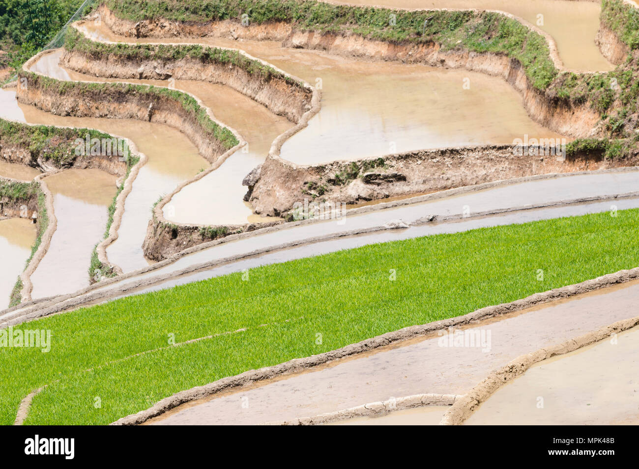 Rice terraces and countryside of Sapa, Vietnam Stock Photo - Alamy