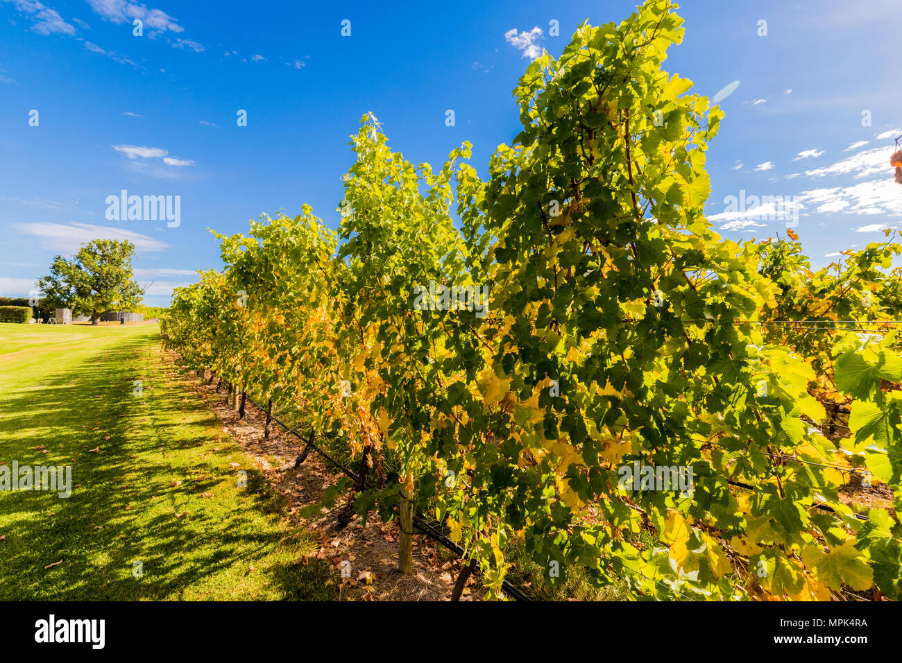 Autumn colours at a winery in Adelaide Hills Stock Photo - Alamy