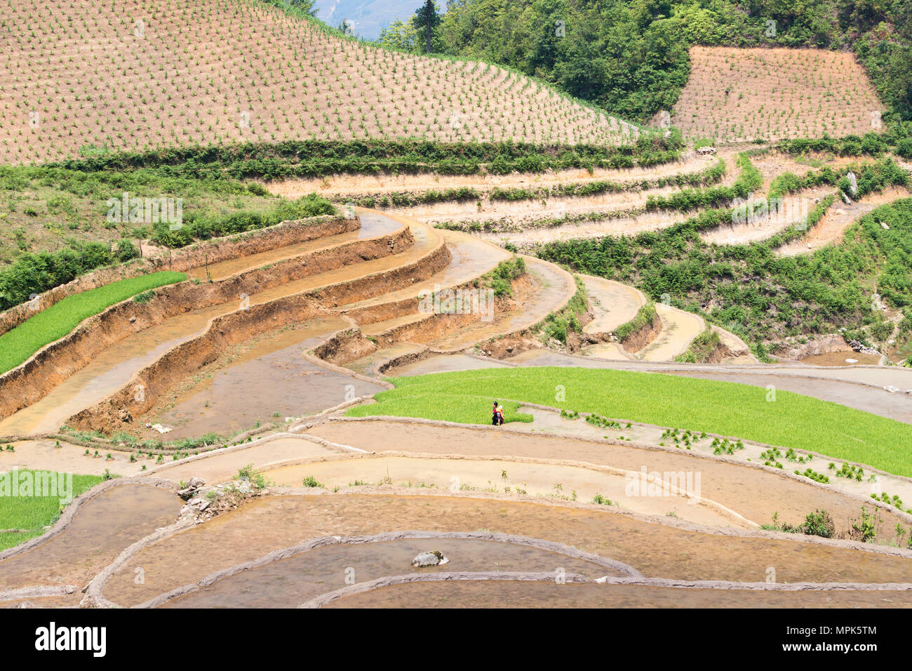 Rice terraces and countryside of Sapa, Vietnam Stock Photo - Alamy