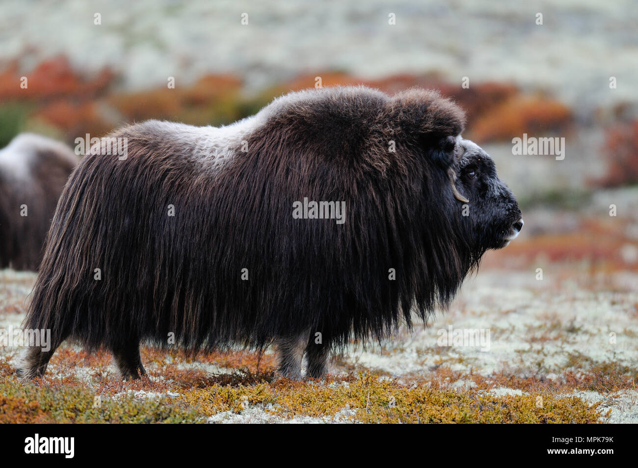 Big ox eye female hi-res stock photography and images - Alamy