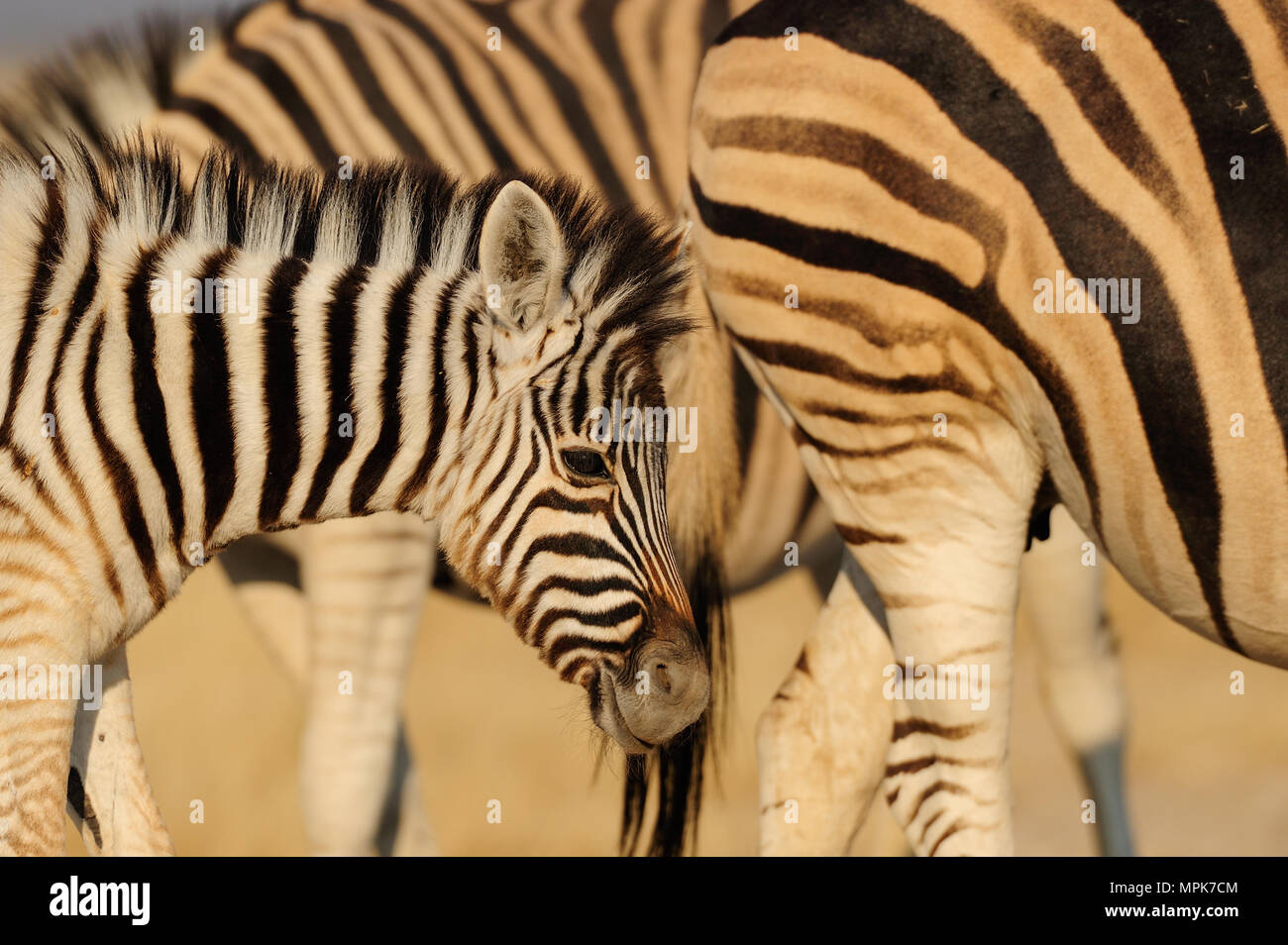 Burchells zebra portrait africa hi-res stock photography and images - Alamy