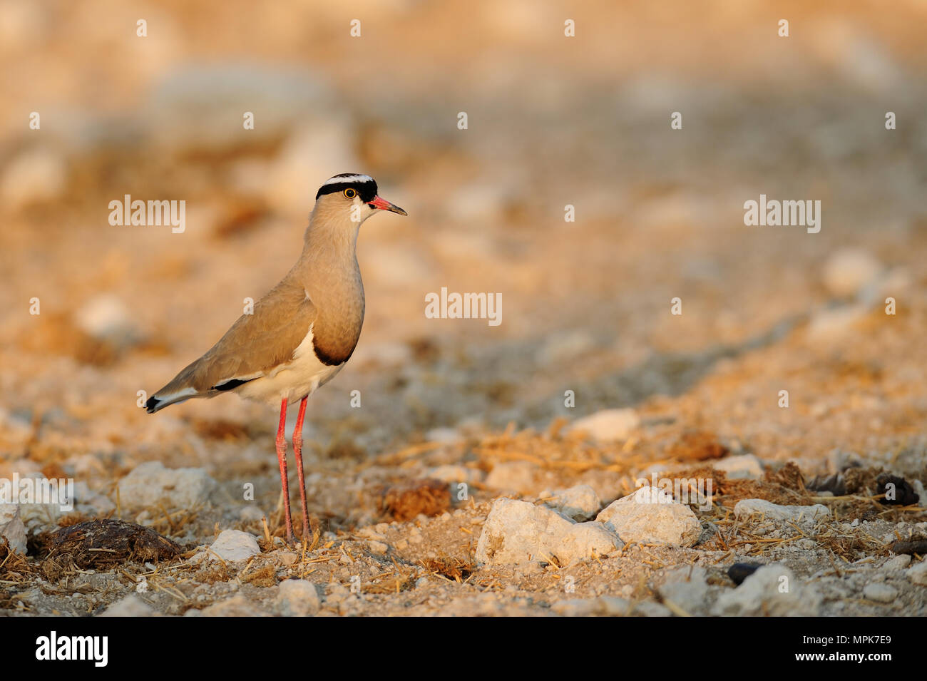 Graceful plover hi-res stock photography and images - Alamy