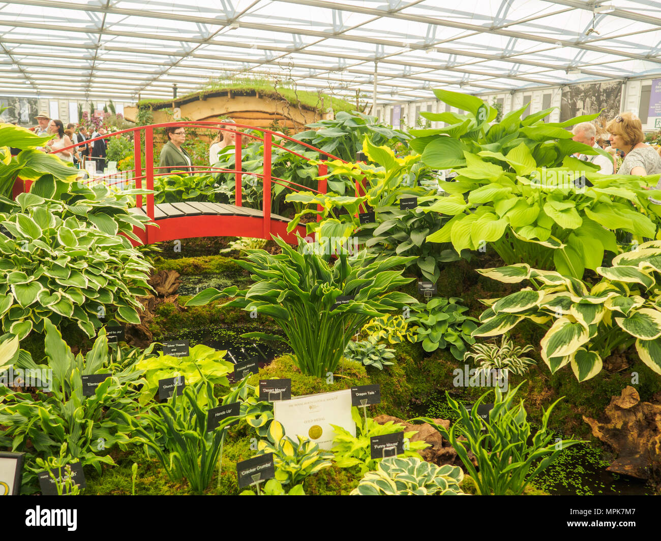 RHS Chelsea Flower Show 2017. Visitors observing hostas displays of the ...