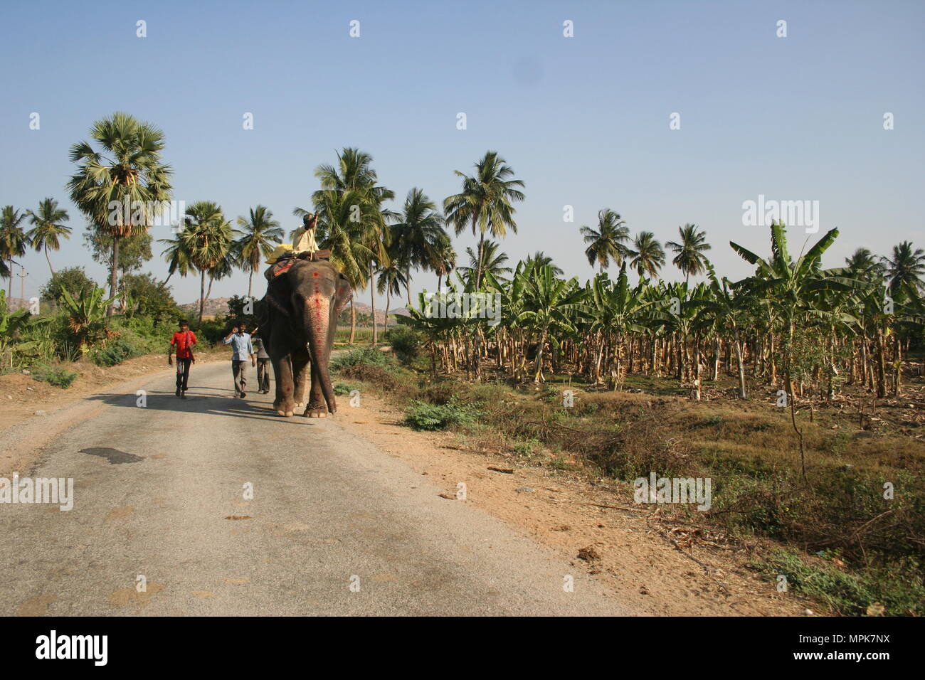Elephant Walking along the Road with Indian Mahoot on his back in ...