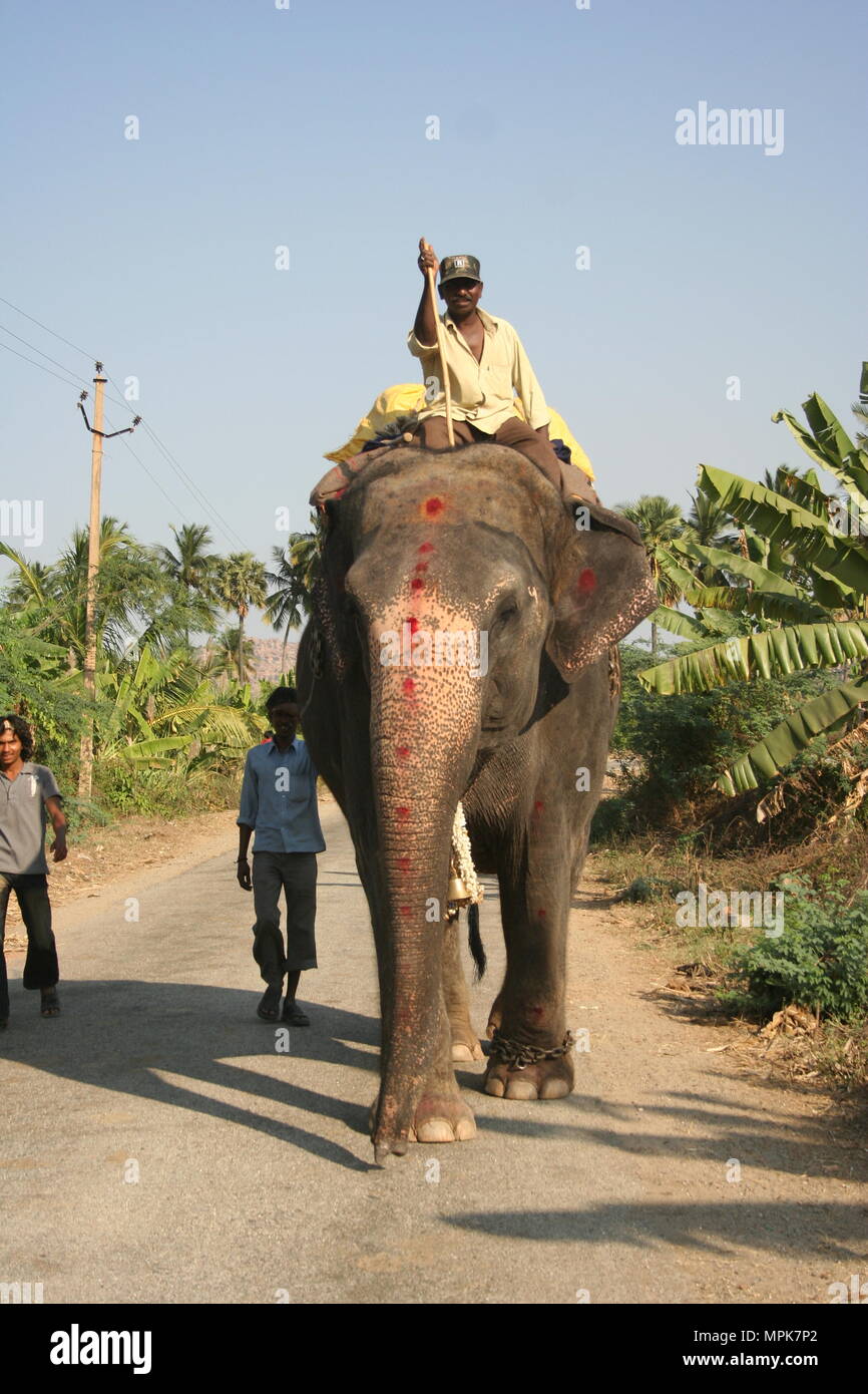 Elephant Walking along the Road with Indian Mahoot on his back in ...