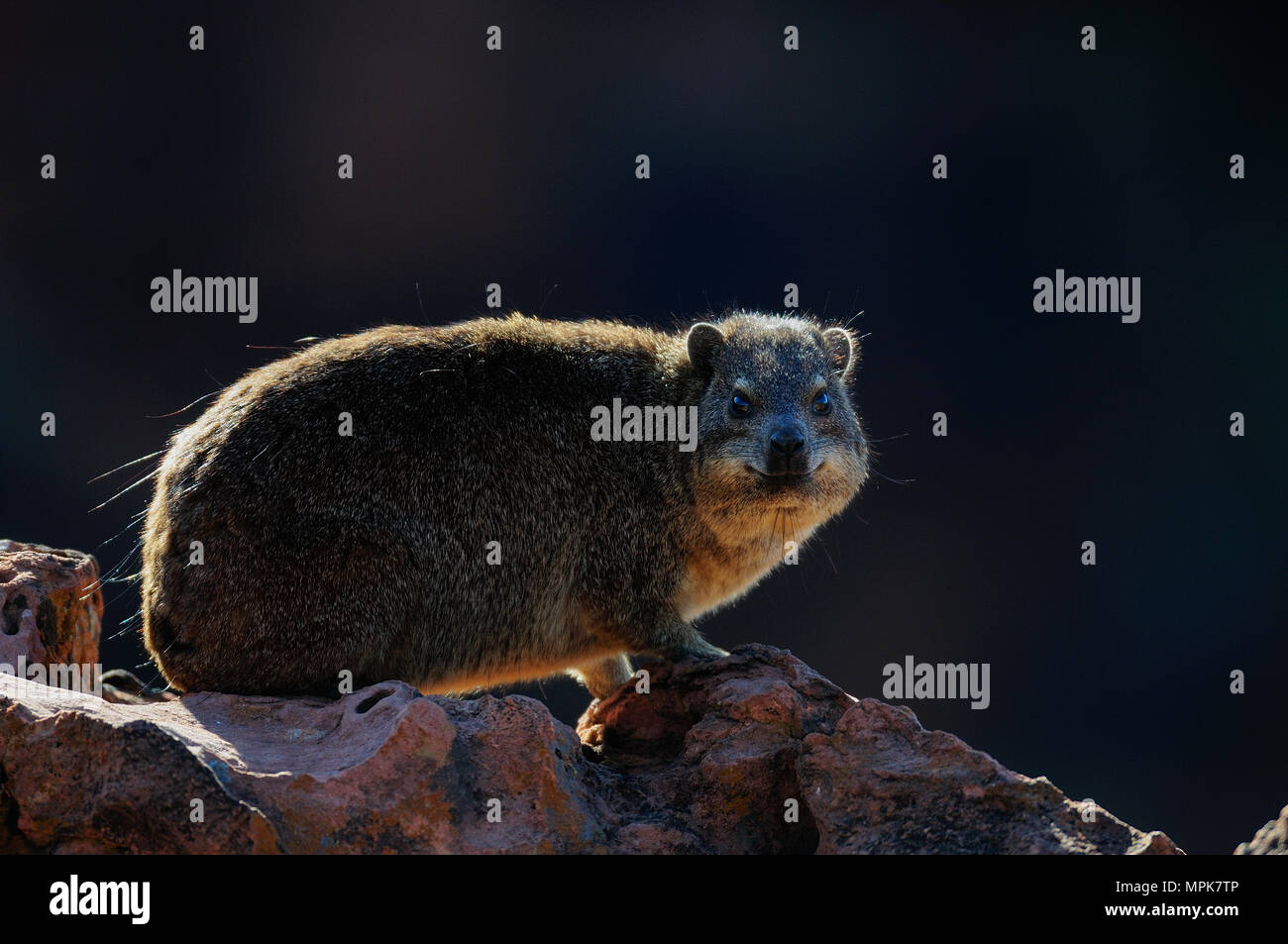 Dassie on rock hi-res stock photography and images - Alamy
