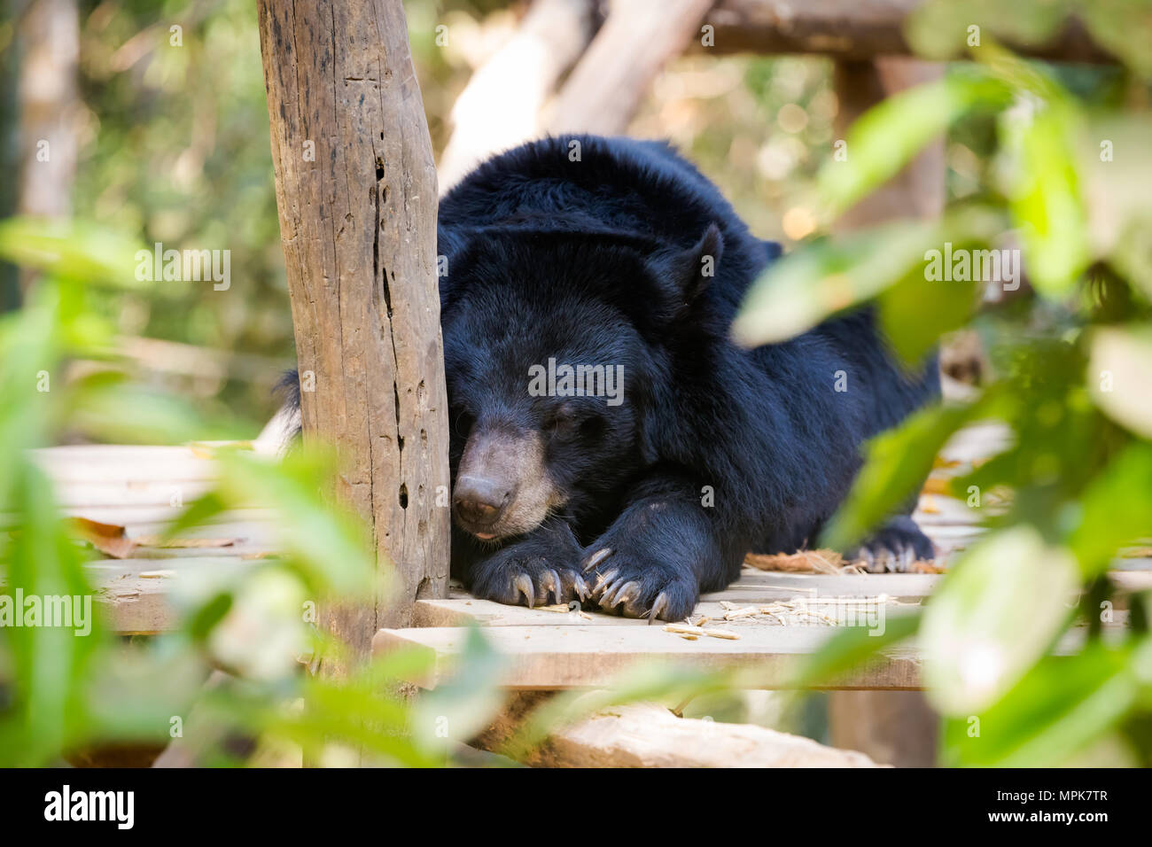 Wild bear rescue centre in national park kuang si waterfall close to ...