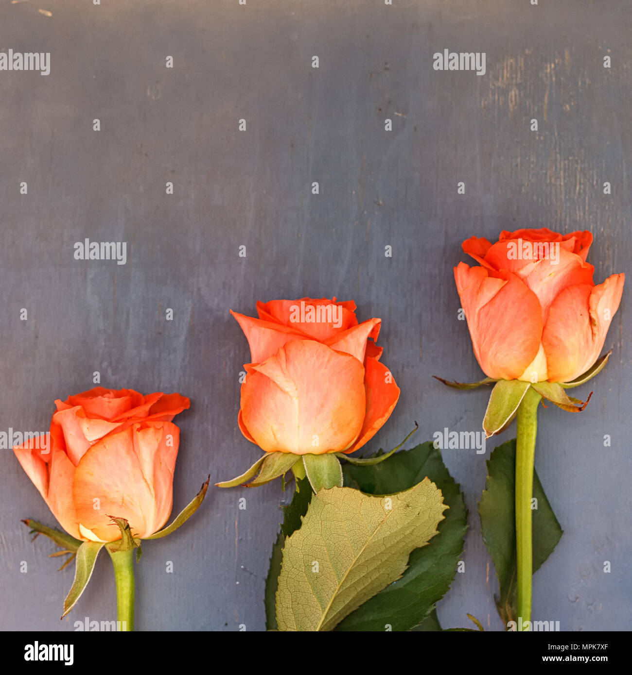 Three pink roses on hi-res stock photography and images - Alamy