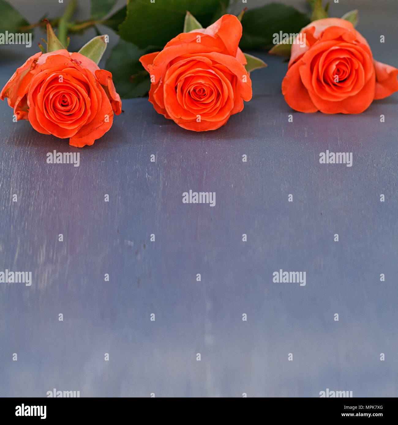 Three pink roses on hi-res stock photography and images - Alamy