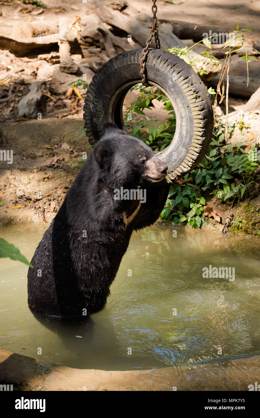 Wild bear rescue centre in national park kuang si waterfall close to ...