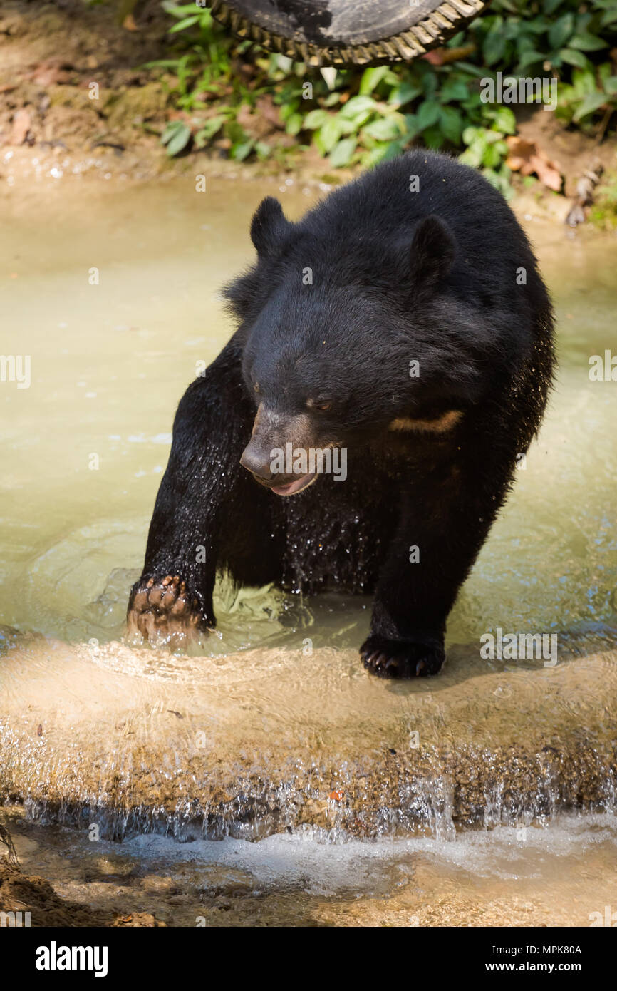Wild bear rescue centre in national park kuang si waterfall close to ...