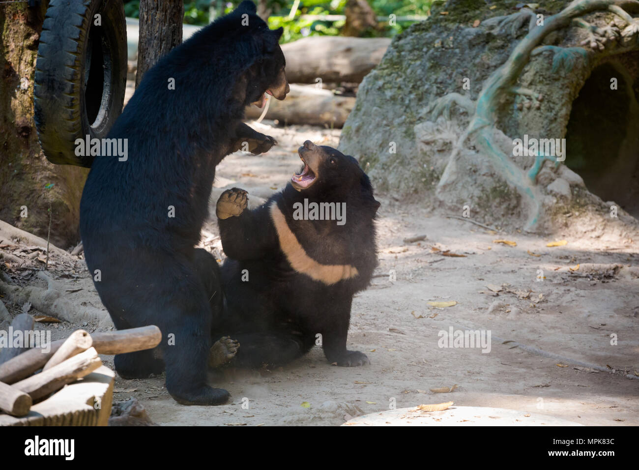 Wild bear rescue centre in national park kuang si waterfall close to ...