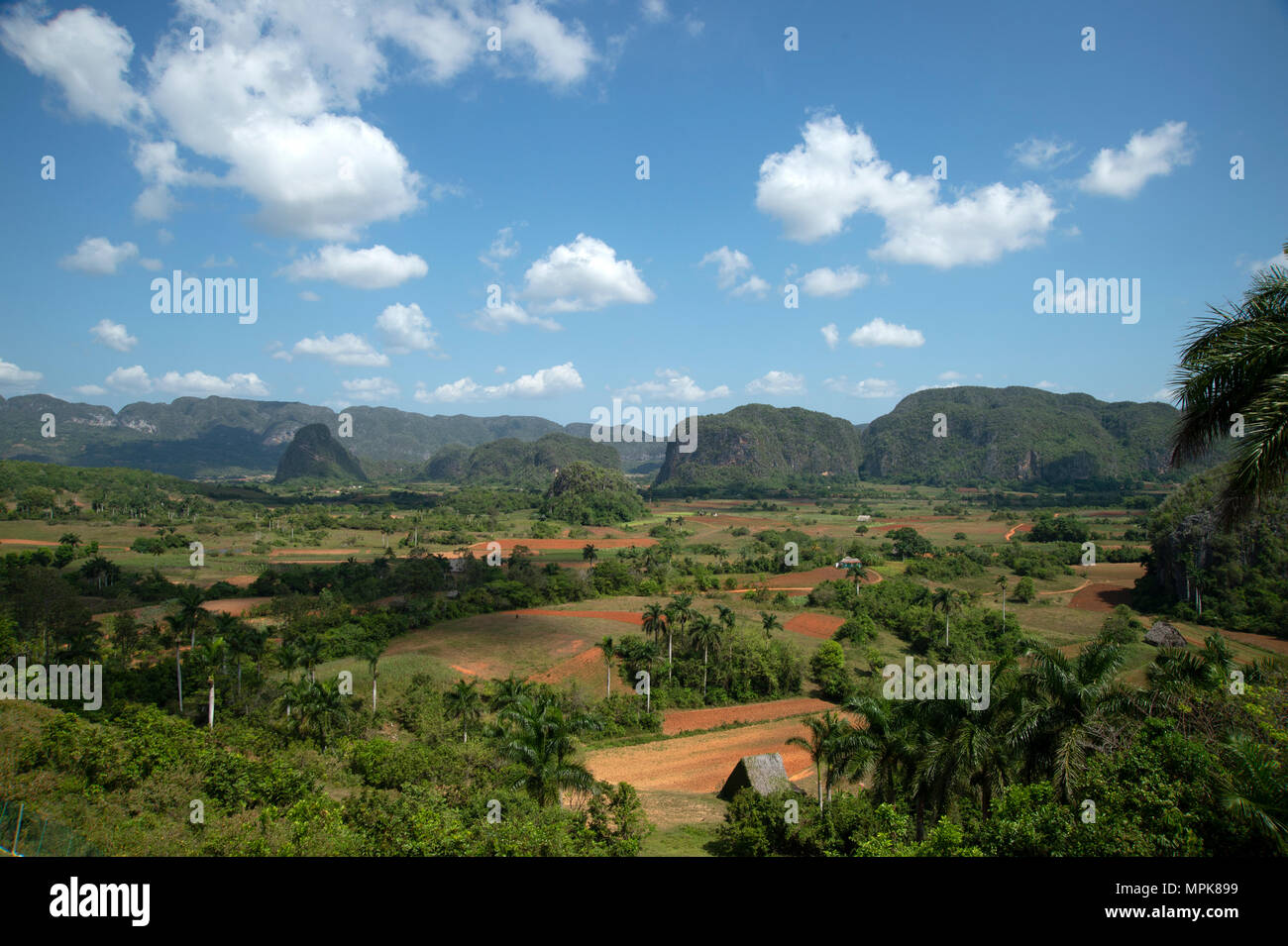 The mogotes dominate the Valle de Vinales in the tobacco growing fields ...