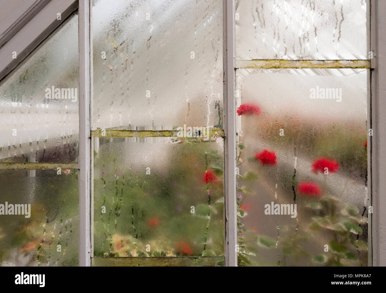 Heligan house lost gardens heligan hi-res stock photography and images ...