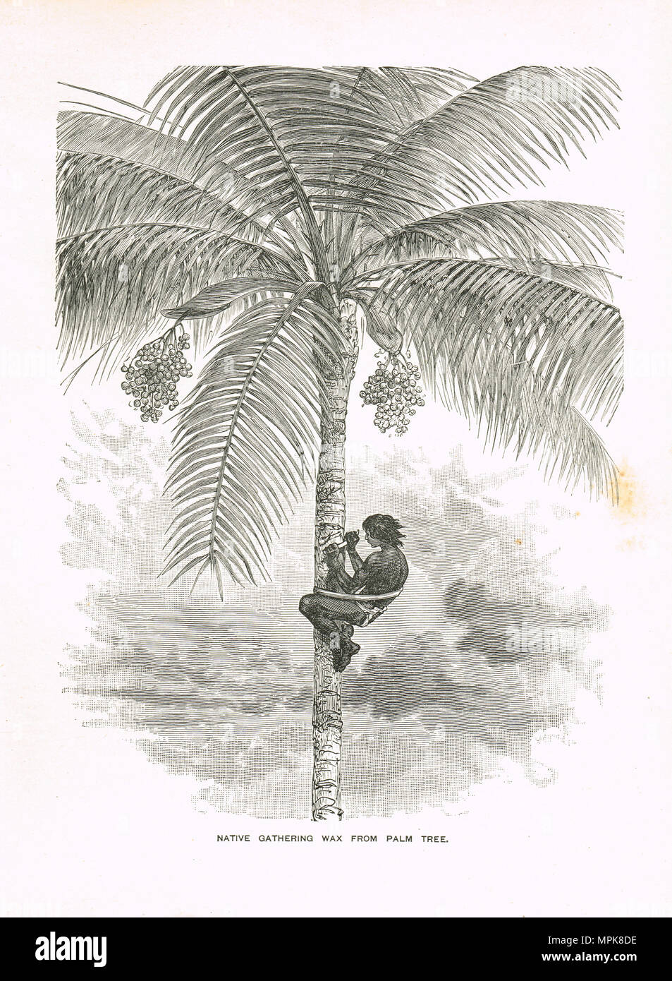 Native gathering wax from a Palm tree Stock Photo - Alamy