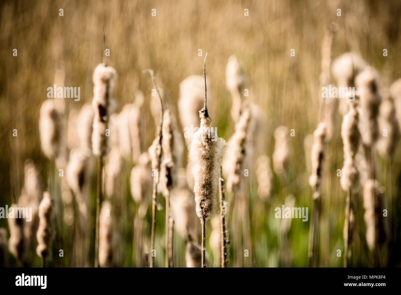 Bulrushes High Resolution Stock Photography and Images - Alamy
