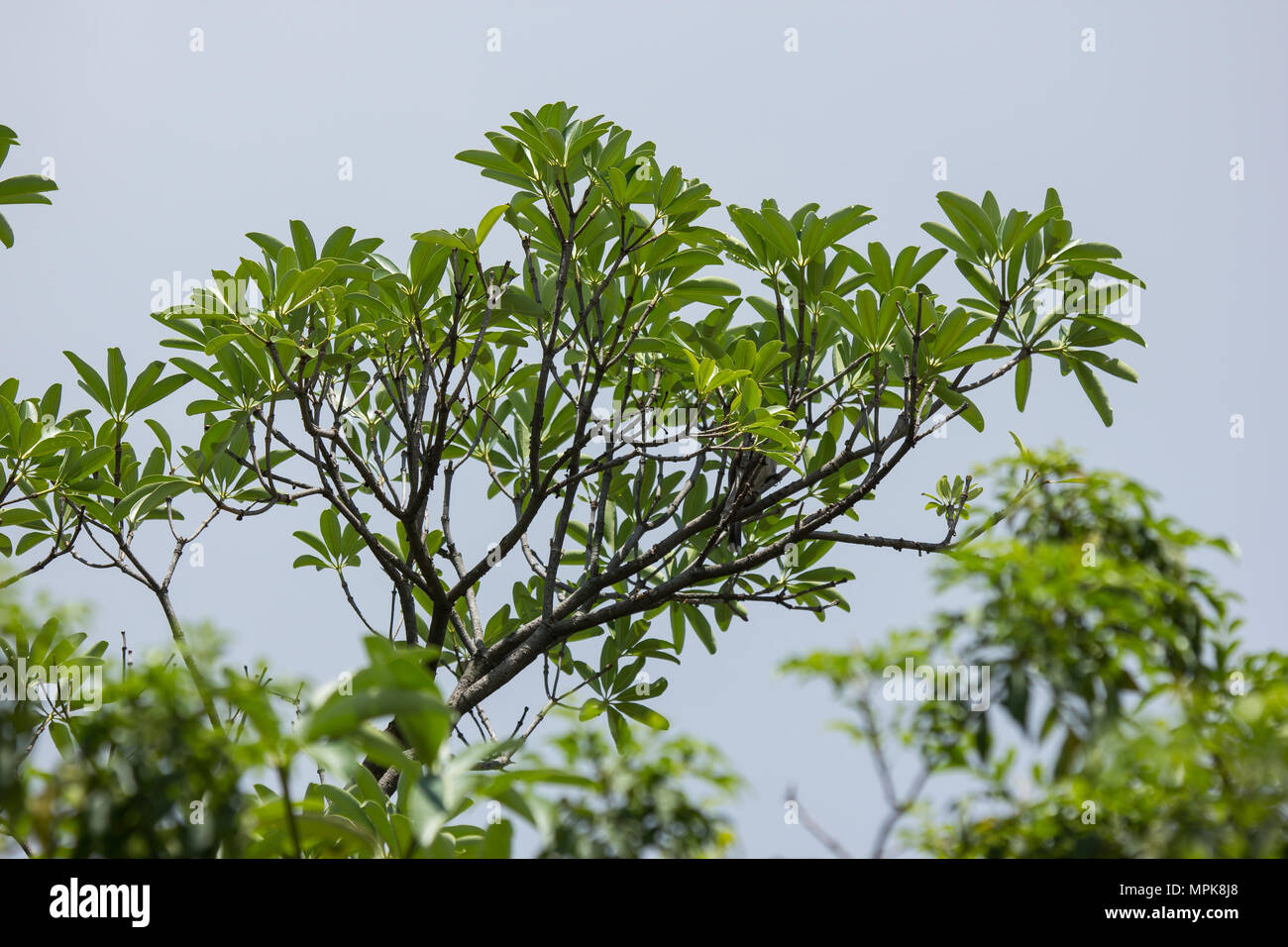 Close up leaf of Blackboard Tree, Devil Tree, Alstonia scholaris (Linn ...