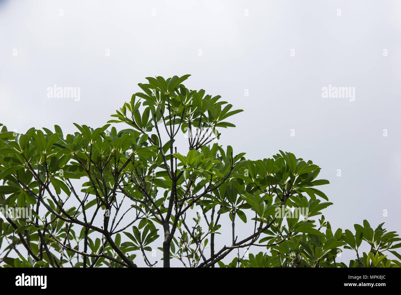 Close up leaf of Blackboard Tree, Devil Tree, Alstonia scholaris (Linn ...