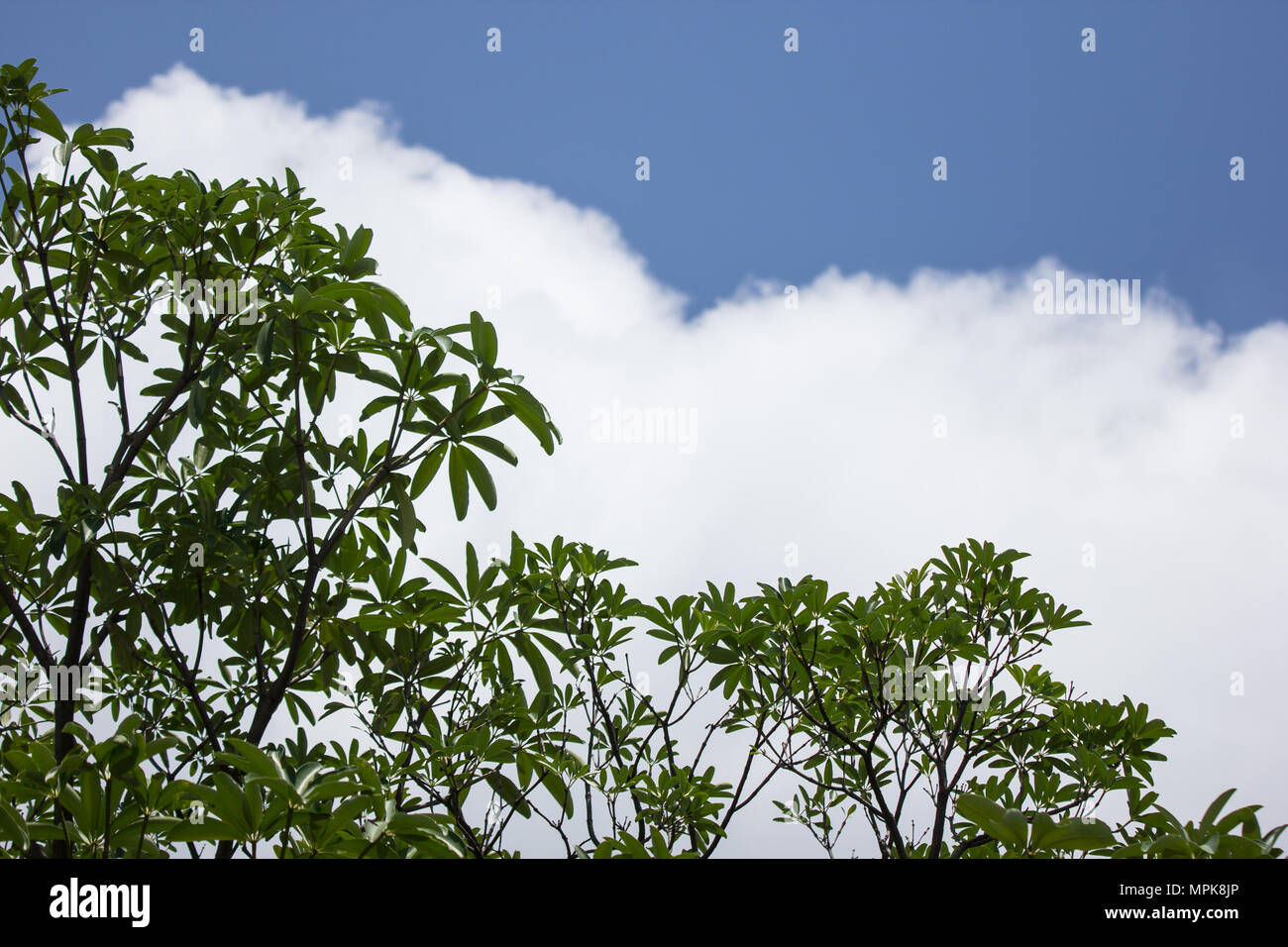 Close up leaf of Blackboard Tree, Devil Tree, Alstonia scholaris (Linn ...