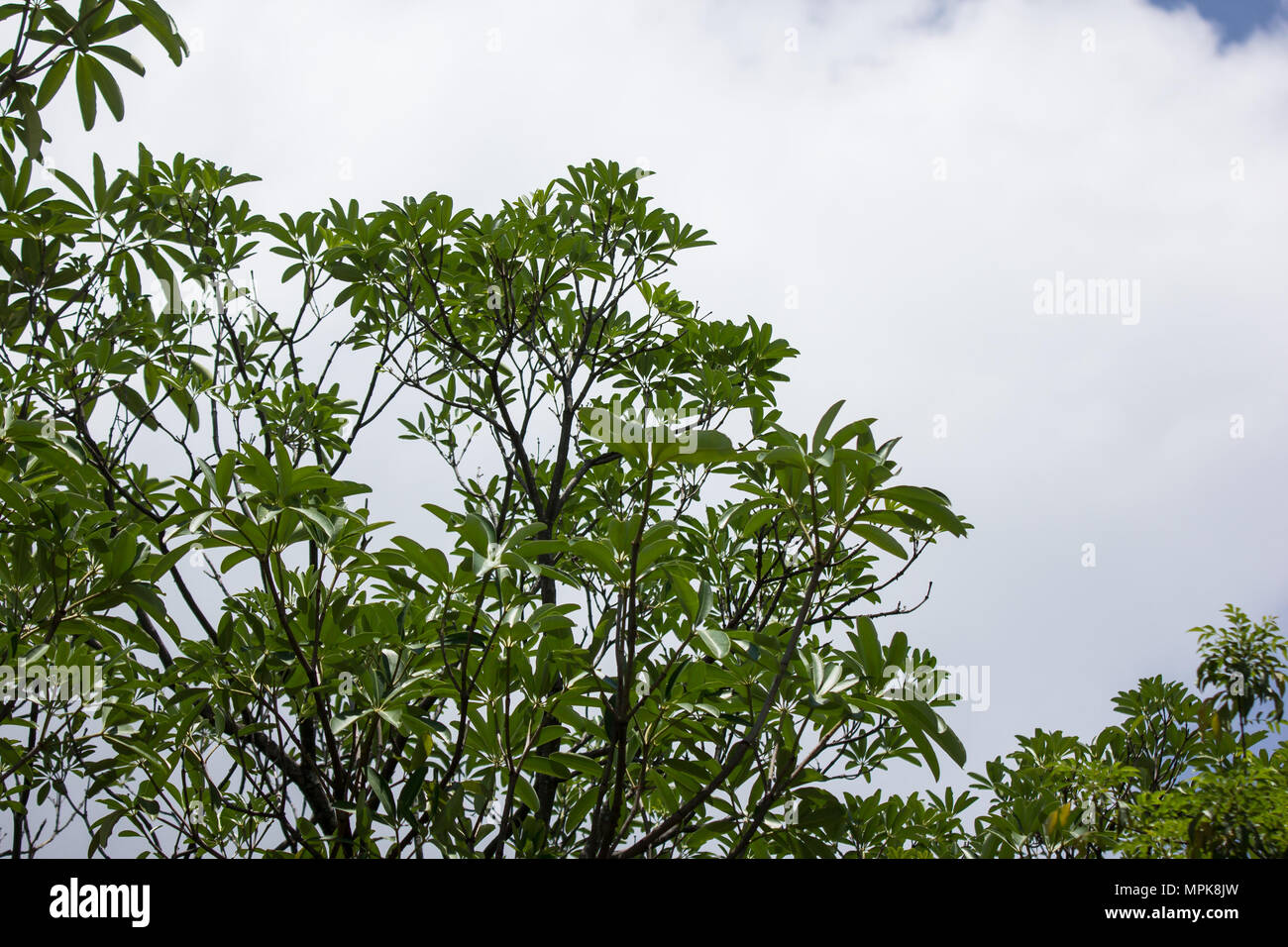 Close up leaf of Blackboard Tree, Devil Tree, Alstonia scholaris (Linn ...