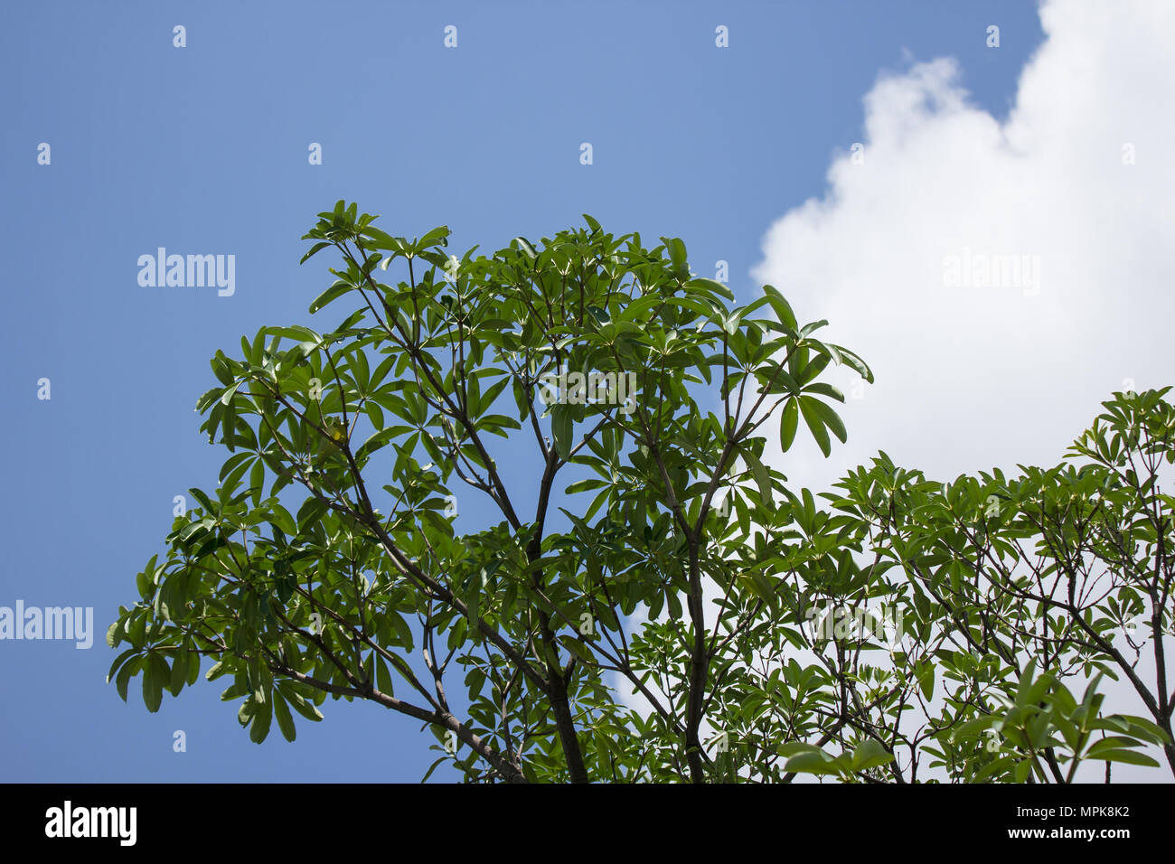 Close up leaf of Blackboard Tree, Devil Tree, Alstonia scholaris (Linn ...