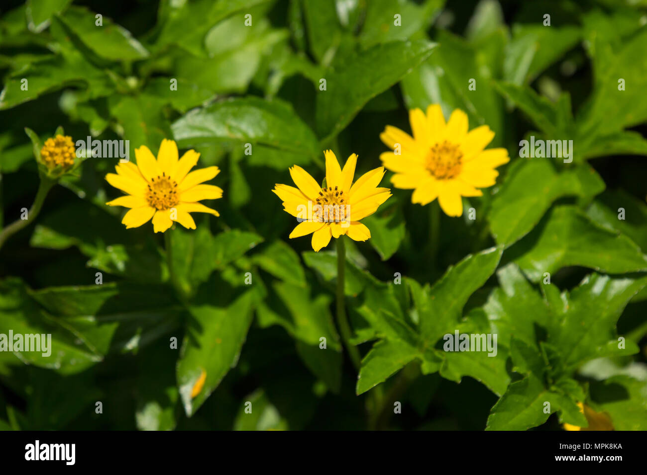 Closeup Small Yellow Singapore daisy flower Stock Photo - Alamy