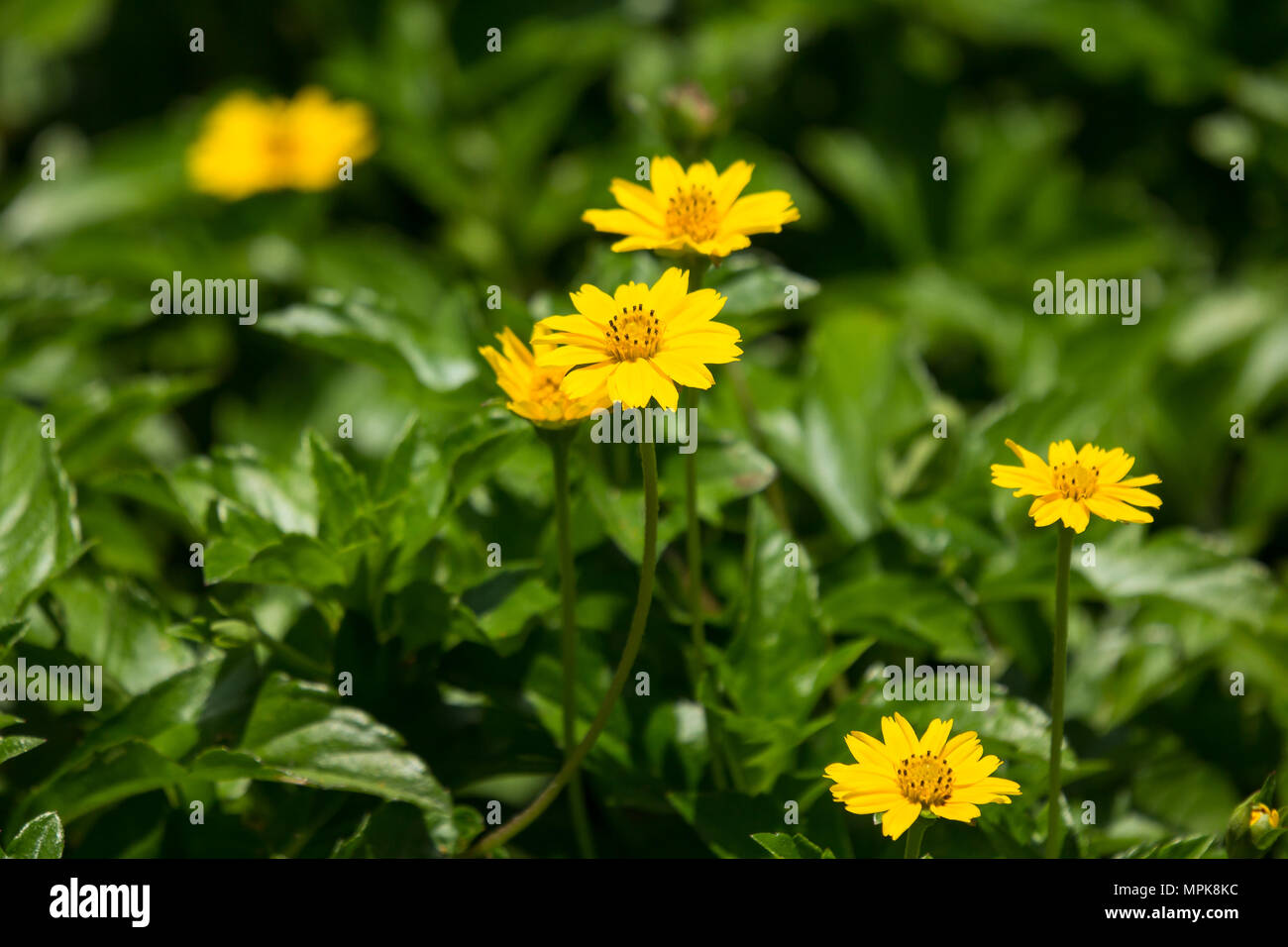 Closeup Small Yellow Singapore daisy flower Stock Photo - Alamy