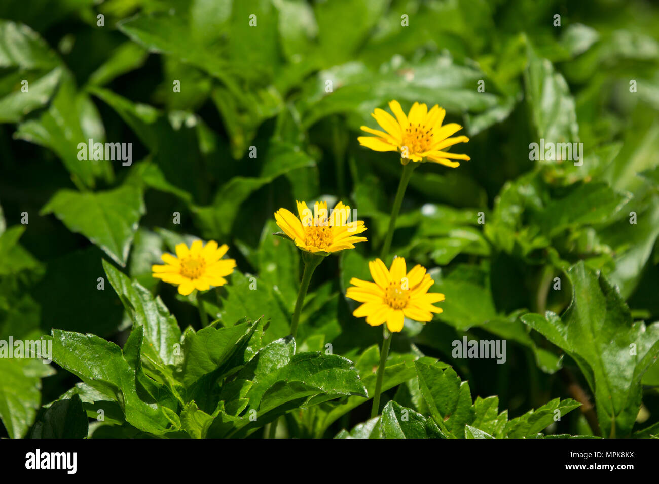Closeup Small Yellow Singapore daisy flower Stock Photo - Alamy