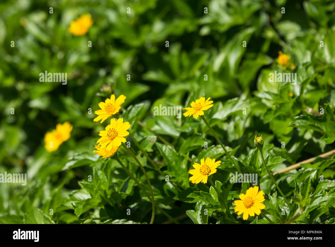 Closeup Small Yellow Singapore daisy flower Stock Photo - Alamy