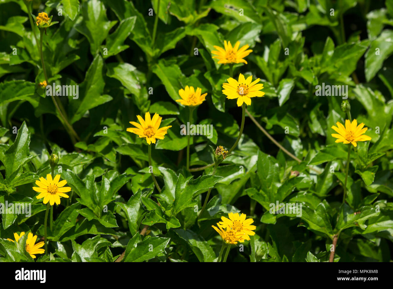 Closeup Small Yellow Singapore daisy flower Stock Photo - Alamy